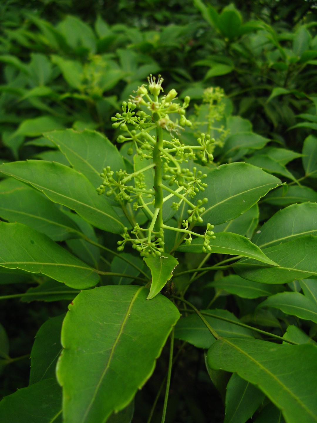 Metapanax davidii - PictureThis