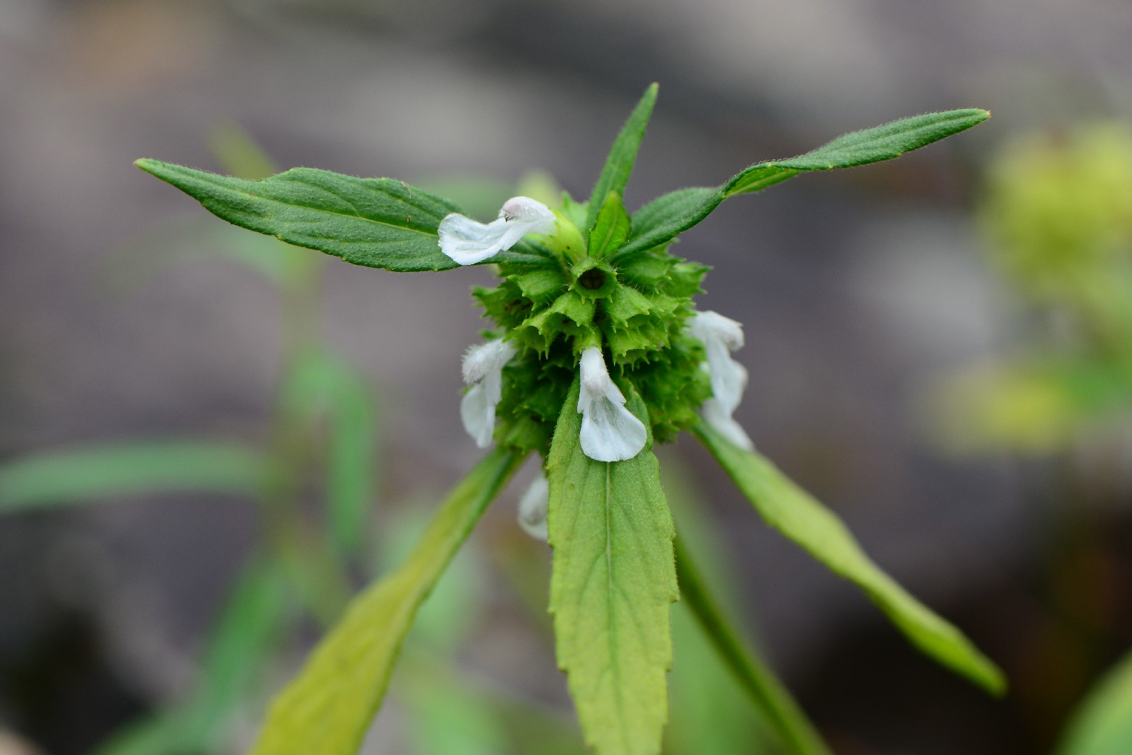 Leucas - PictureThis