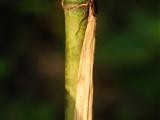Short-spiked bamboo (Semiarundinaria densiflora) Flower, Leaf, Care ...