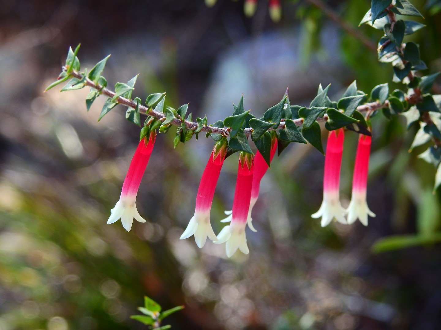 Epacris longiflora - PictureThis
