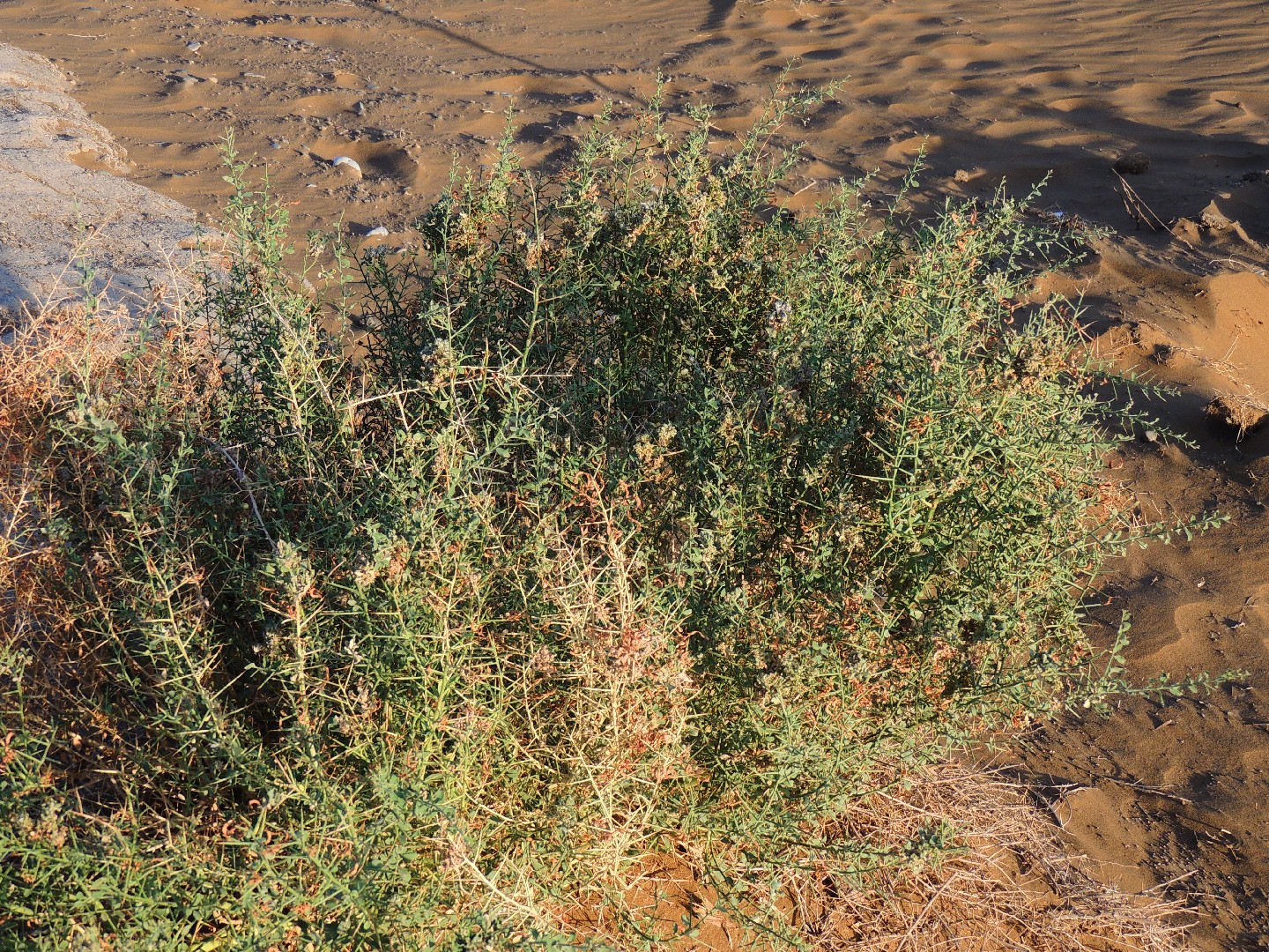 Alhagi sparsifolia - PictureThis