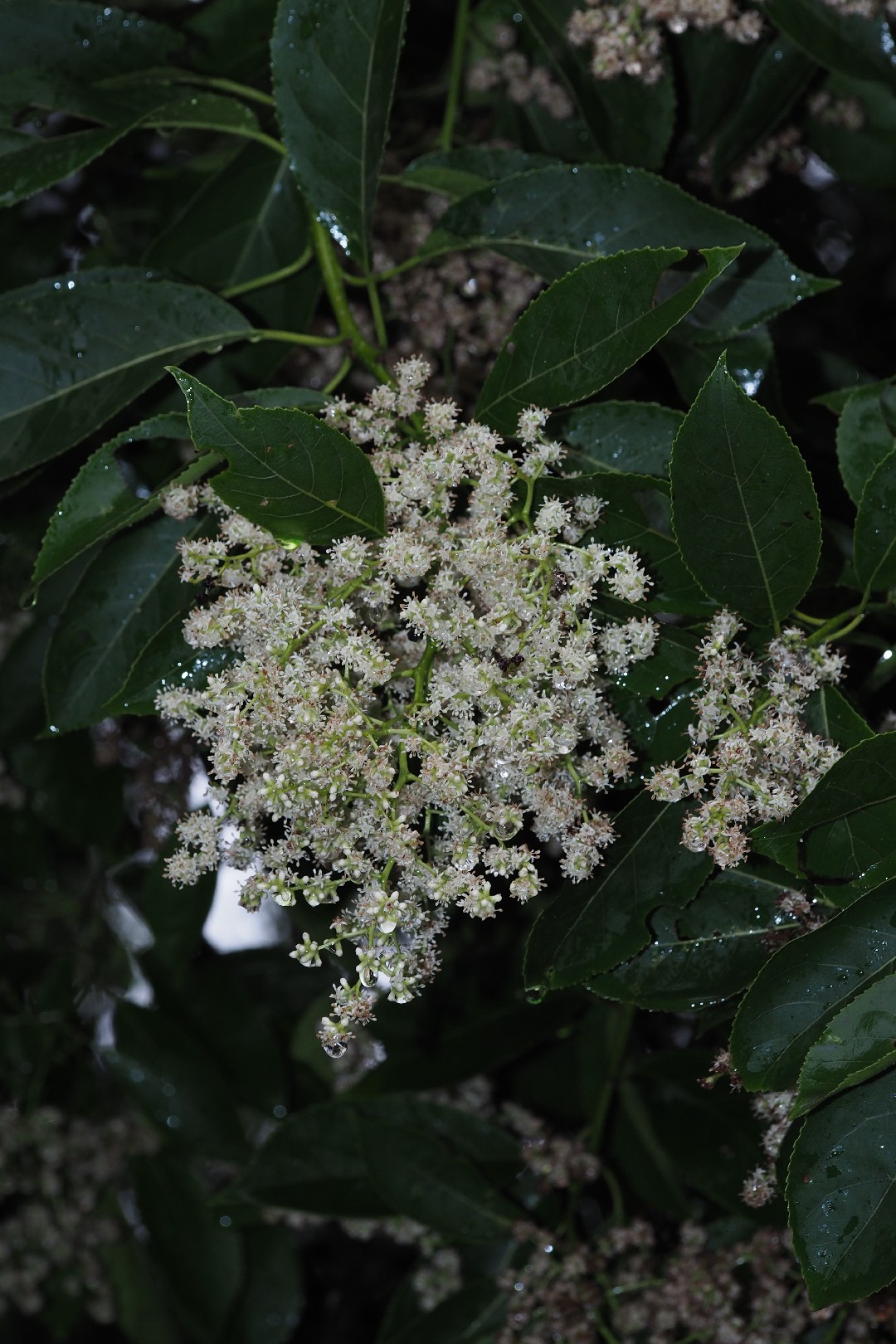 Ehretia acuminata - PictureThis