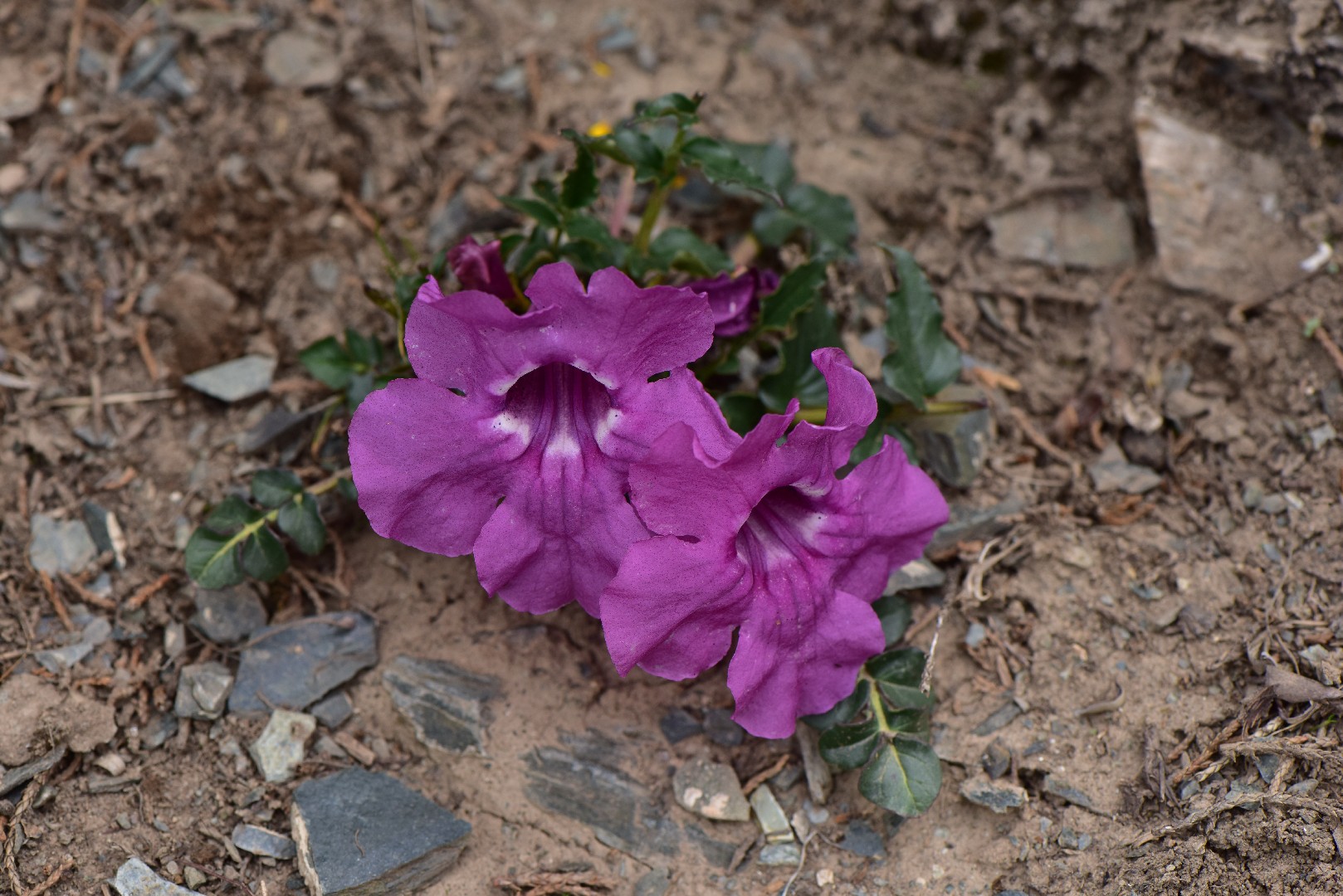 Dwarf trumpet-flower Care (Watering, Fertilize, Pruning, Propagation ...