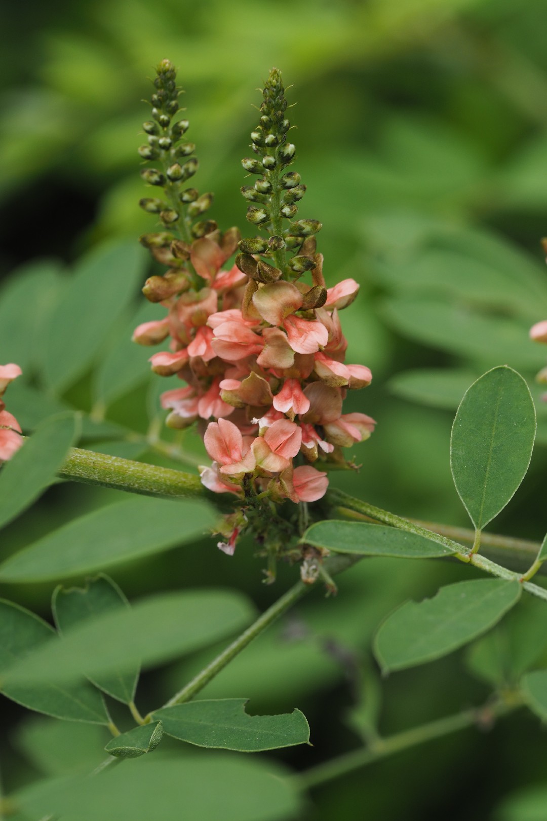Indigofera suffruticosa - PictureThis