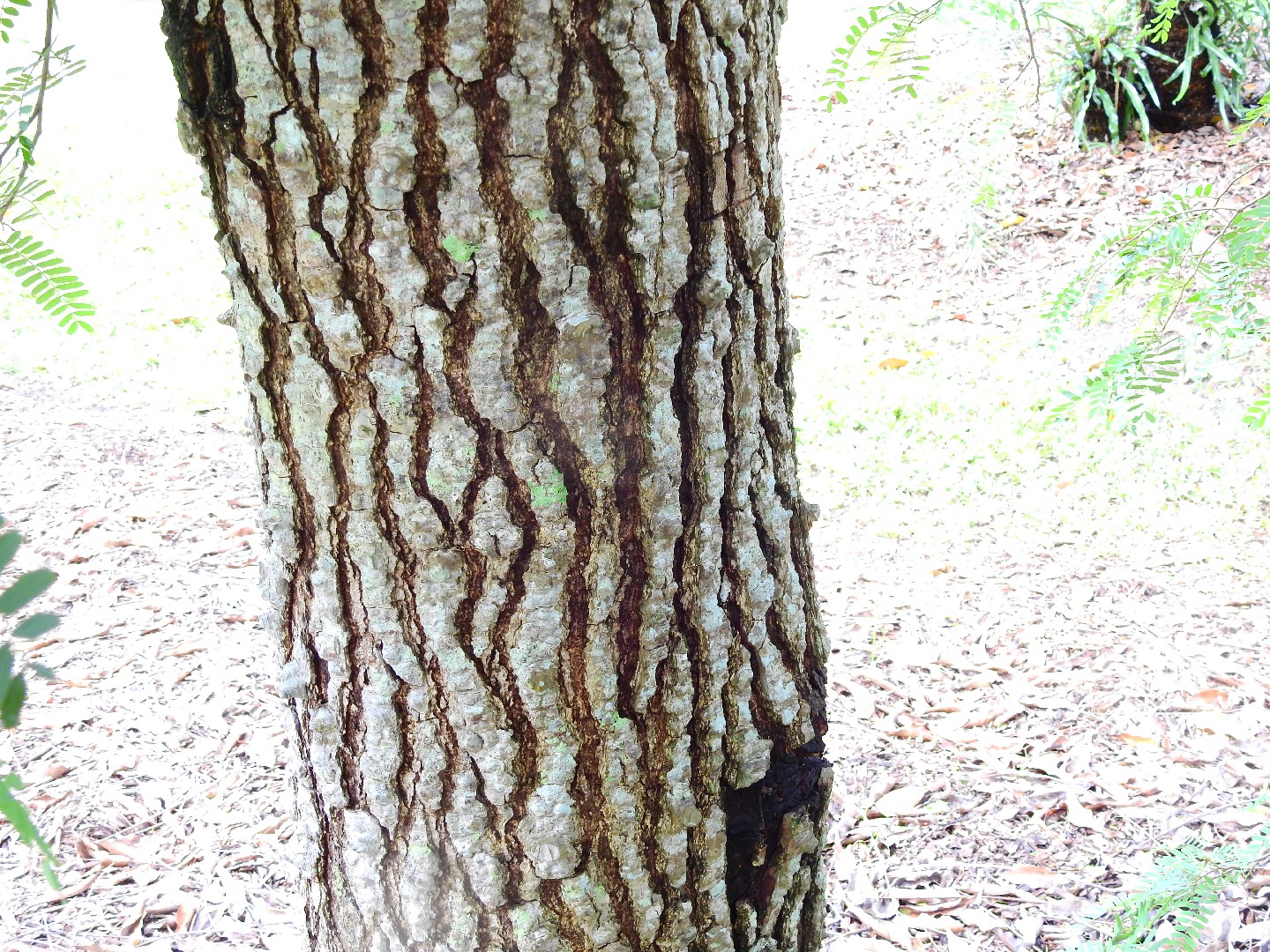 Yellow mombin (Spondias mombin) Flower, Leaf, Care, Uses - PictureThis