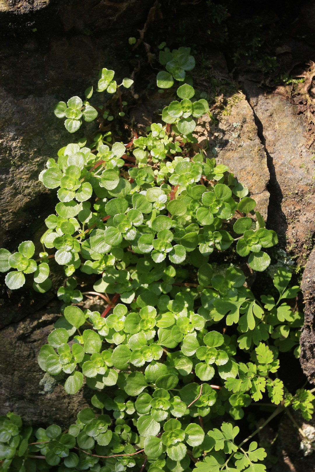 Clearweed Care (Watering, Fertilize, Pruning, Propagation) - PictureThis