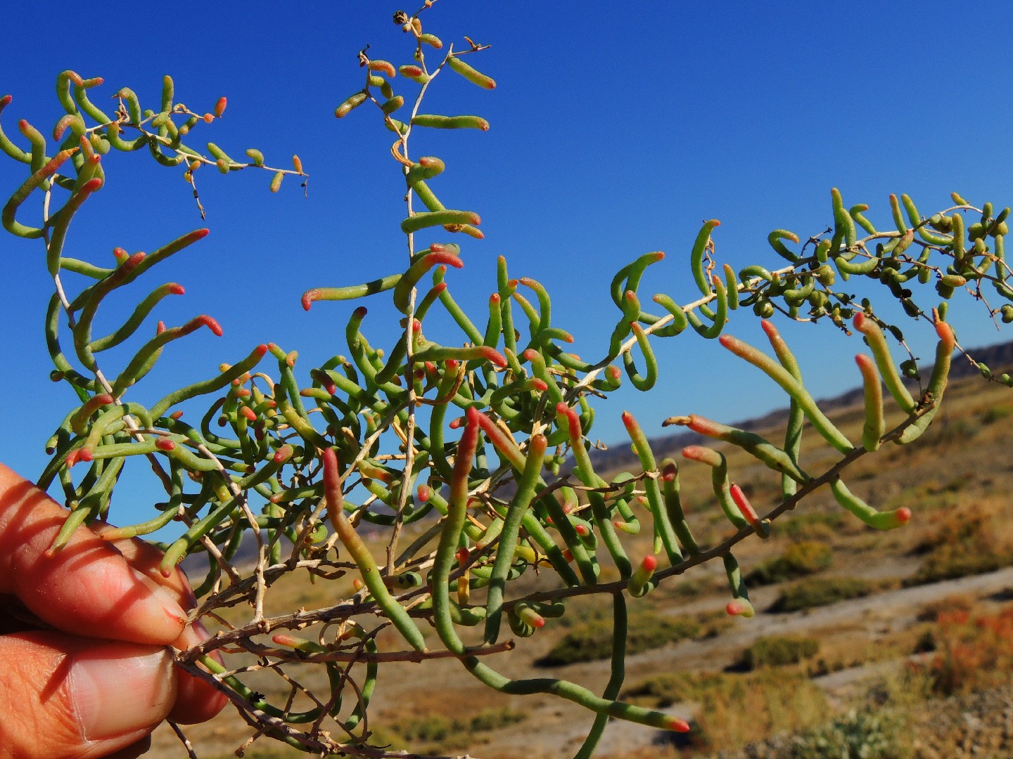 Xylosalsola arbuscula Flower, Leaf, Care, Uses - PictureThis