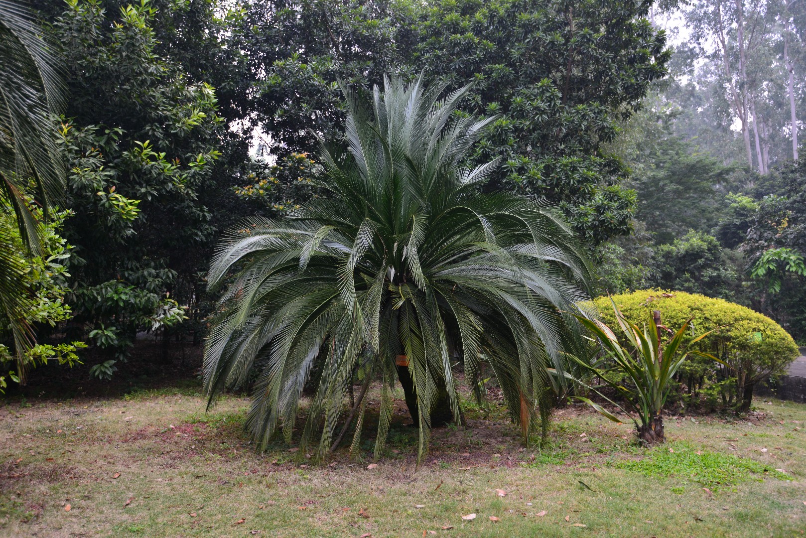 How to Plant and Grow Moore's cycad(Macrozamia moorei)