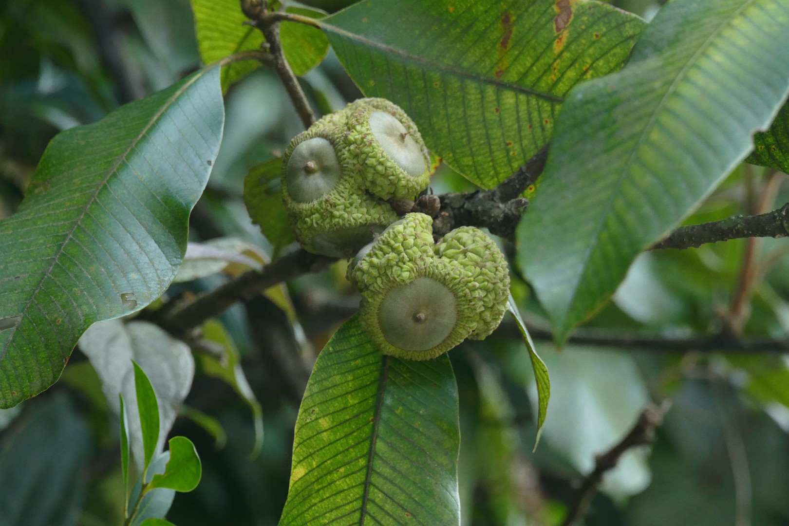 Lithocarpus uvariifolius - PictureThis