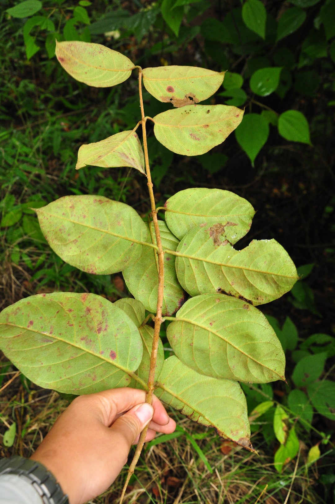 Aganosma Care (Watering, Fertilize, Pruning, Propagation) - PictureThis