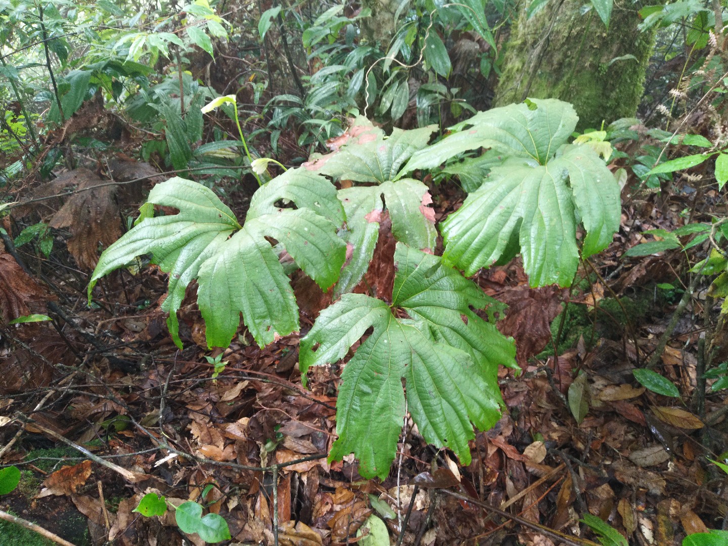 Dipteris chinensis Flower, Leaf, Care, Uses - PictureThis