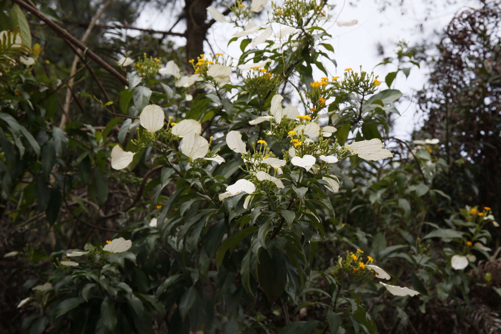 アオイカズラ (Mussaenda erosa) 花言葉，毒性，よくある質問 - PictureThis