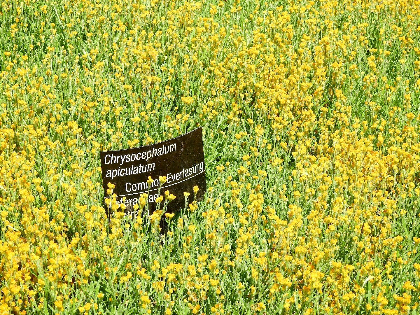 How to Plant and Grow Yellow buttons(Chrysocephalum apiculatum)