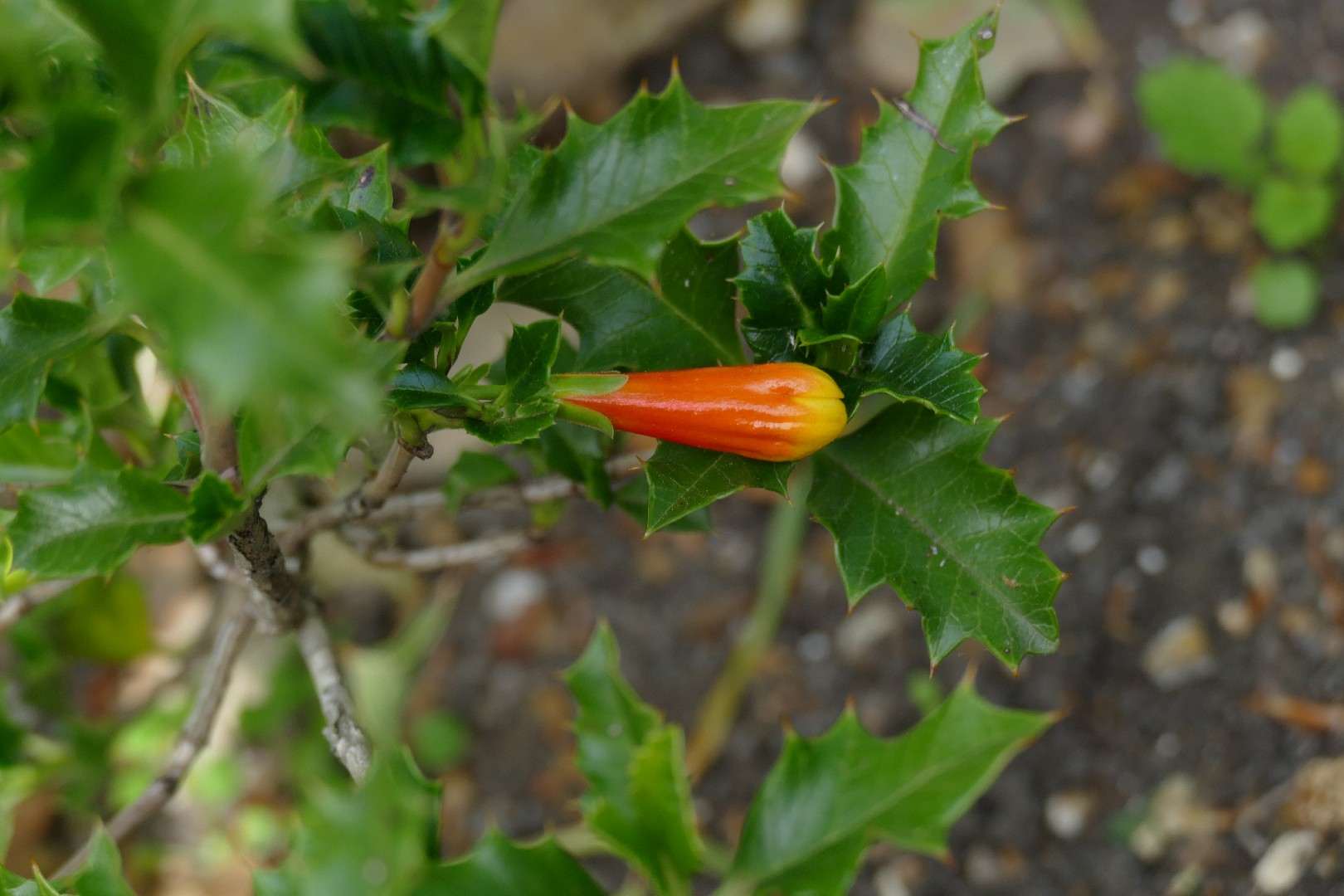 Columellia (Columelliaceae) Flower, Leaf, Care, Uses - PictureThis