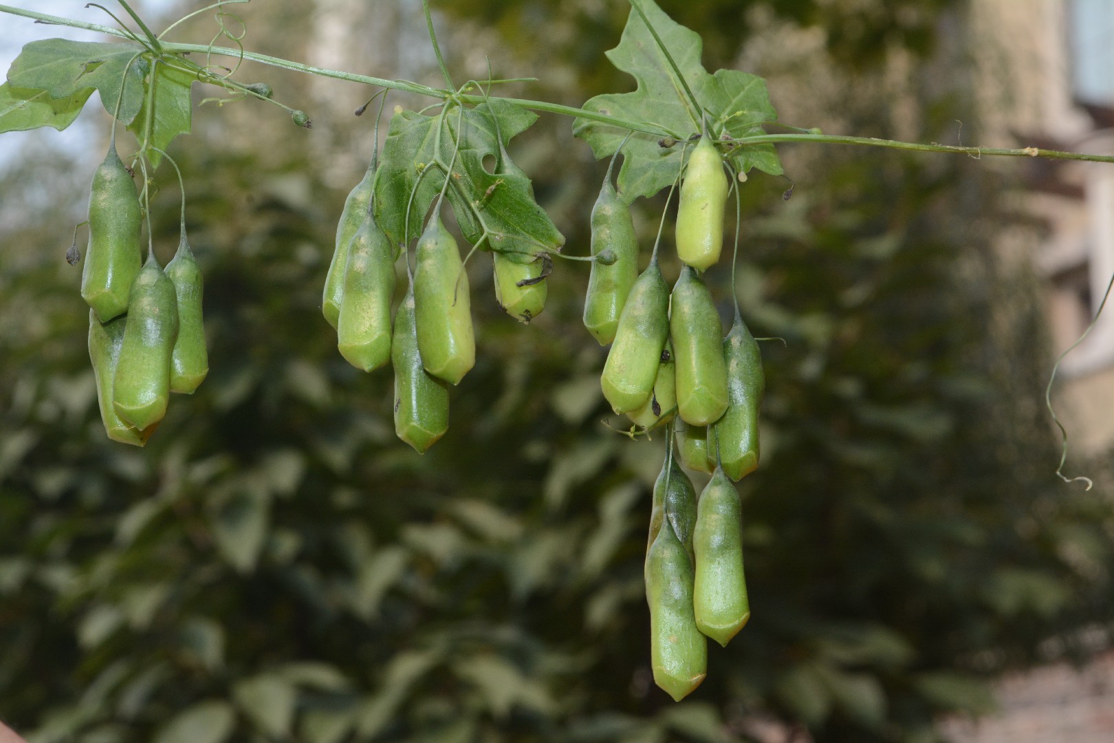 Gourd (Cucurbitaceae) Flower, Leaf, Care, Uses - PictureThis