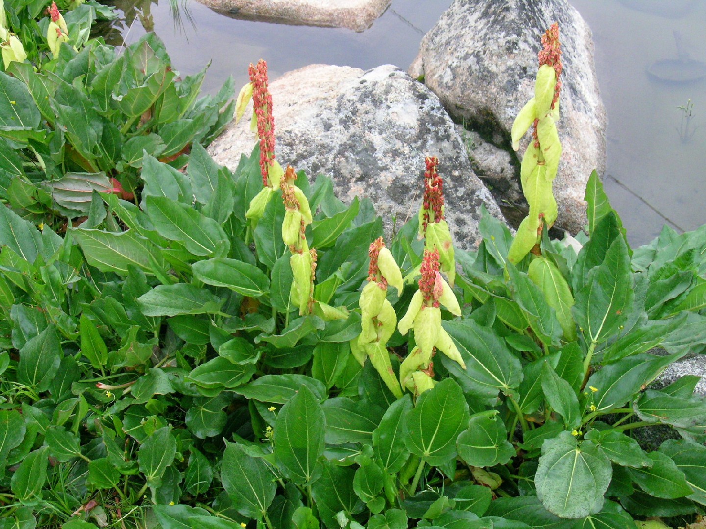 Ревень Александры (Rheum alexandrae) - PictureThis