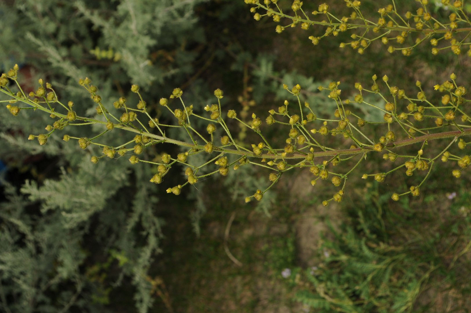 Biebersteinia Flower, Leaf, Care, Uses - PictureThis