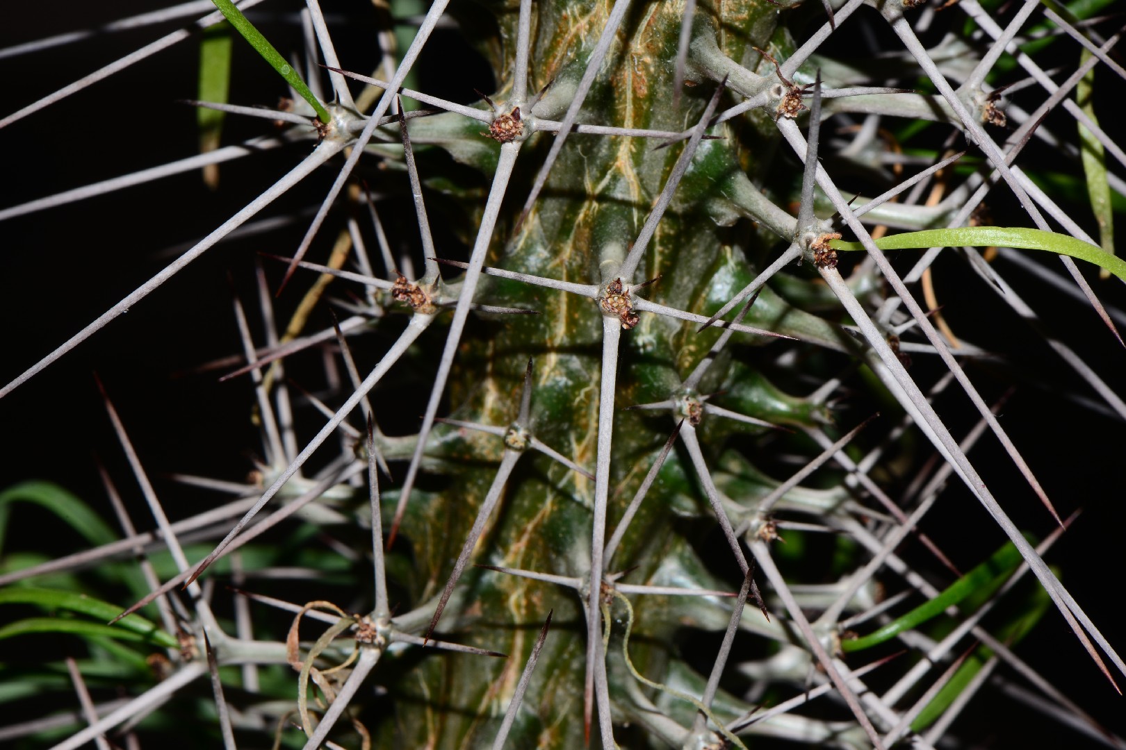 Мадагаскарская дидиерея (Didierea madagascariensis) - PictureThis