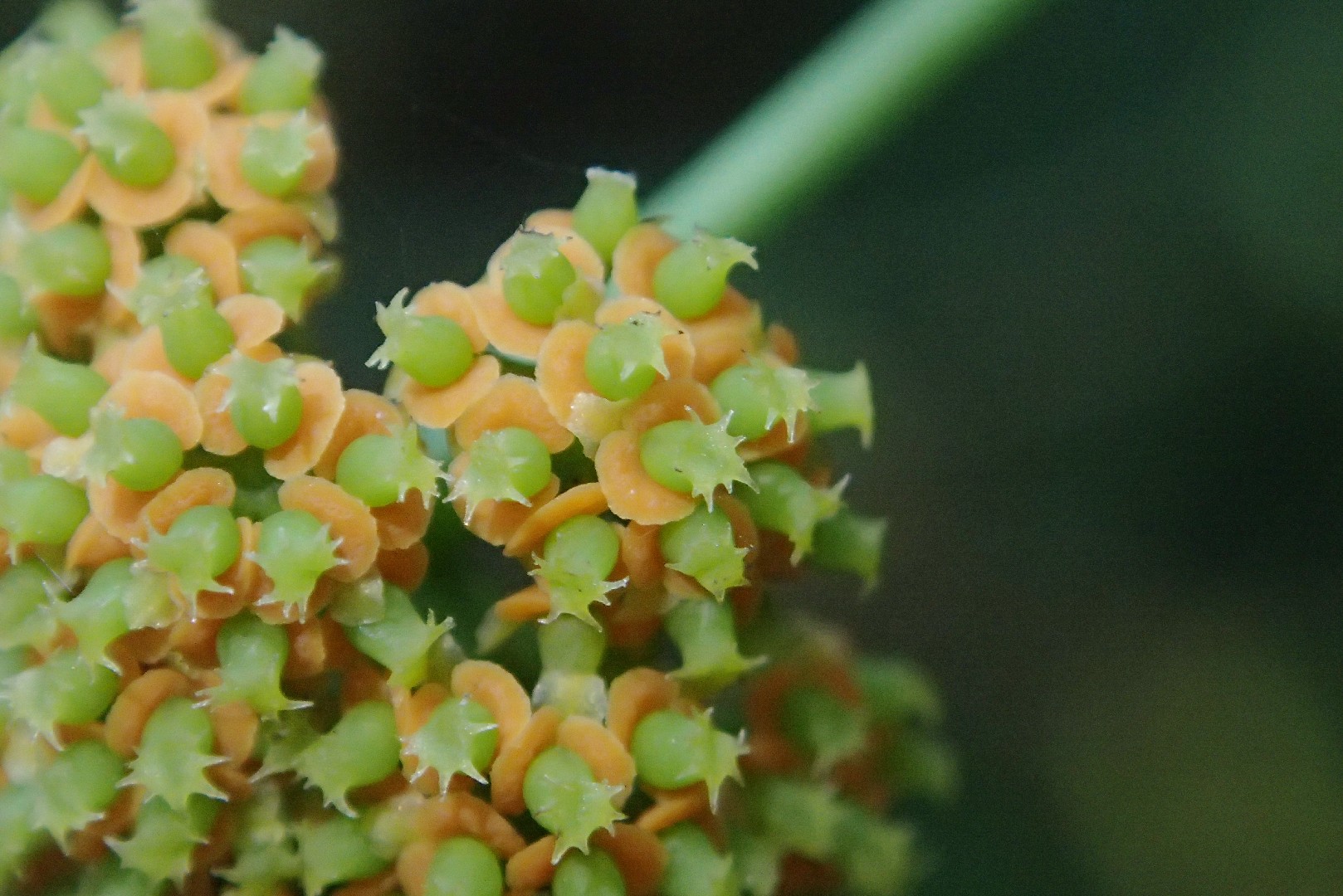 Moonseed (Menispermaceae) Flower, Leaf, Care, Uses - PictureThis