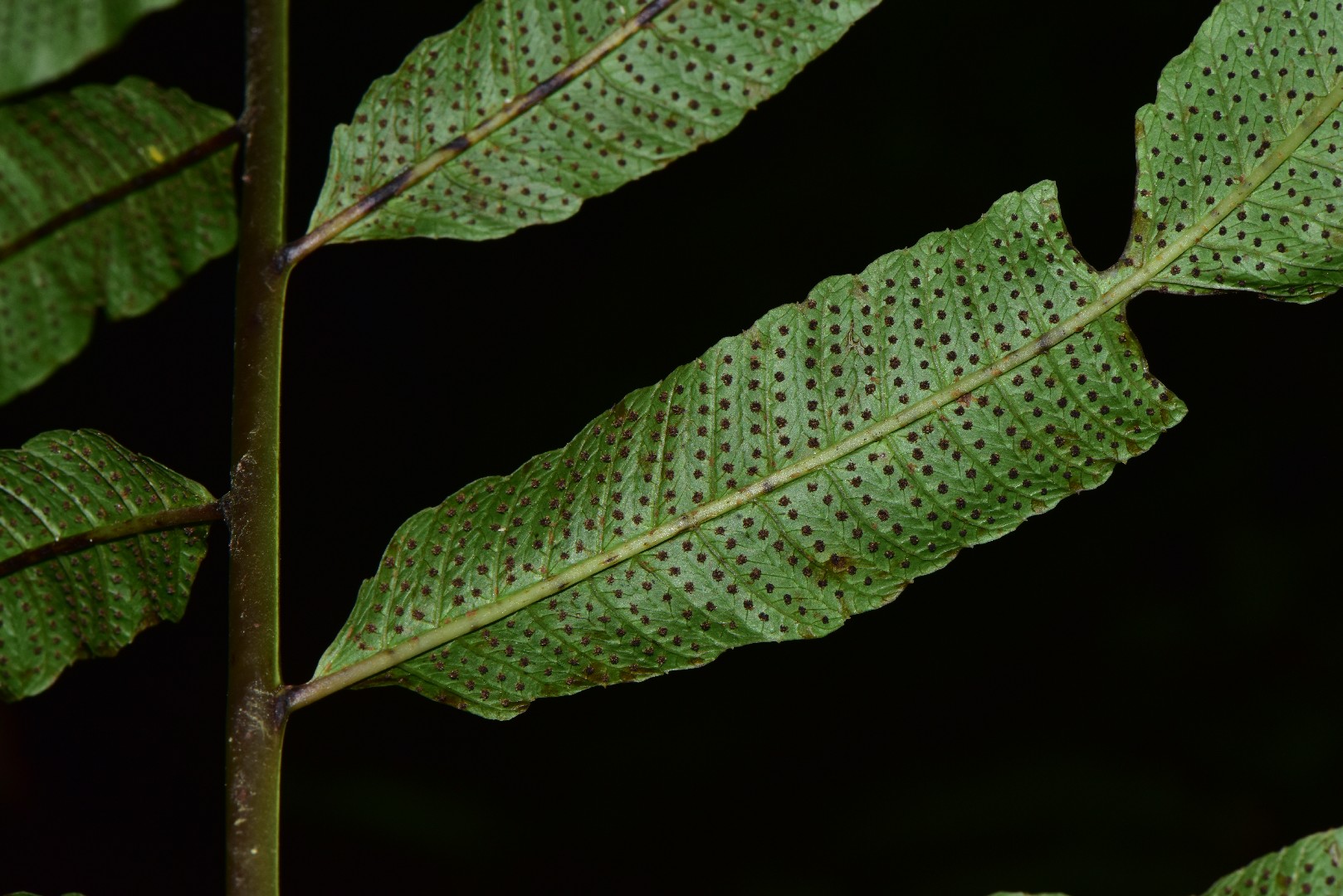 Pronephrium penangianum - PictureThis