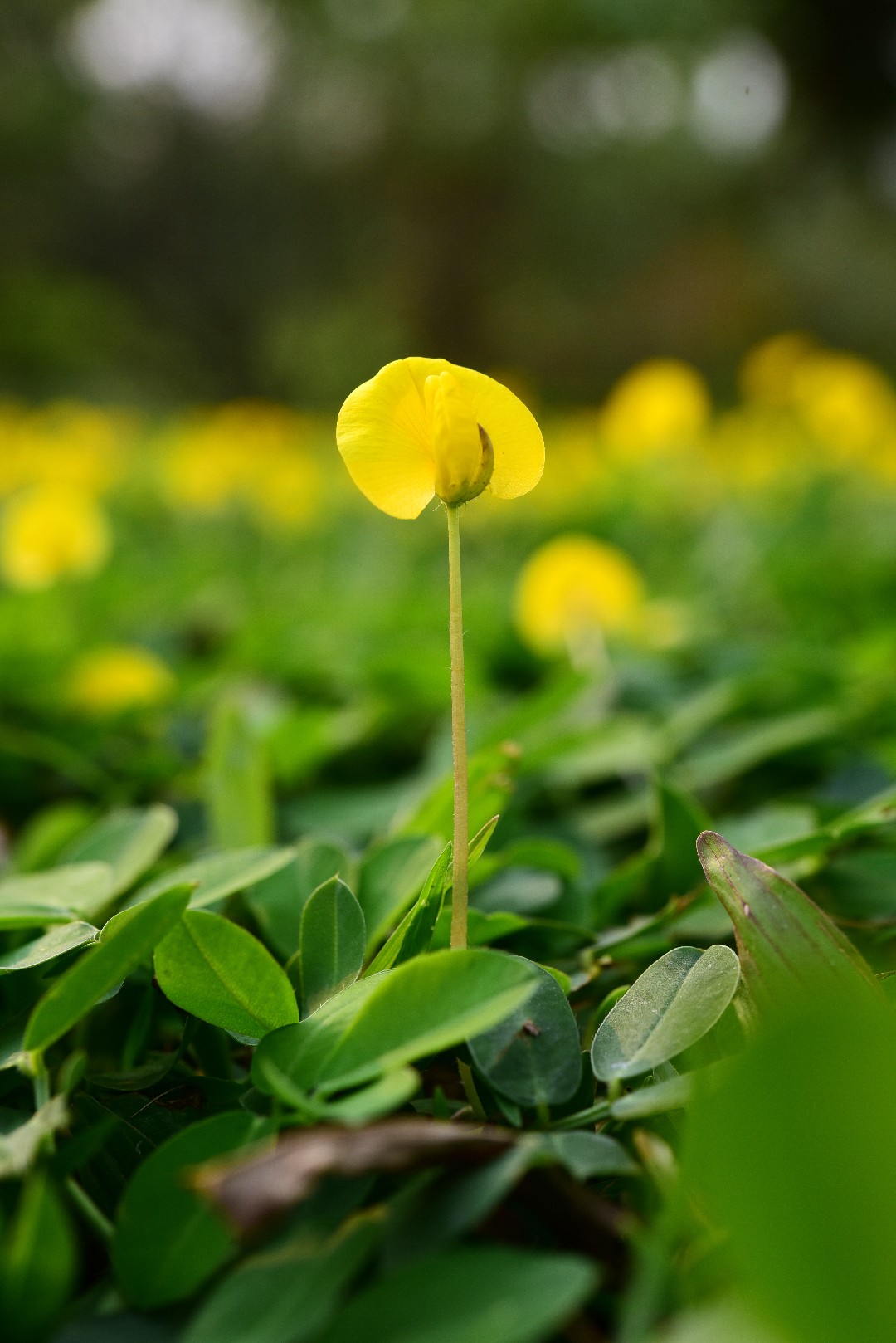 PictureThis - Arachis duranensis