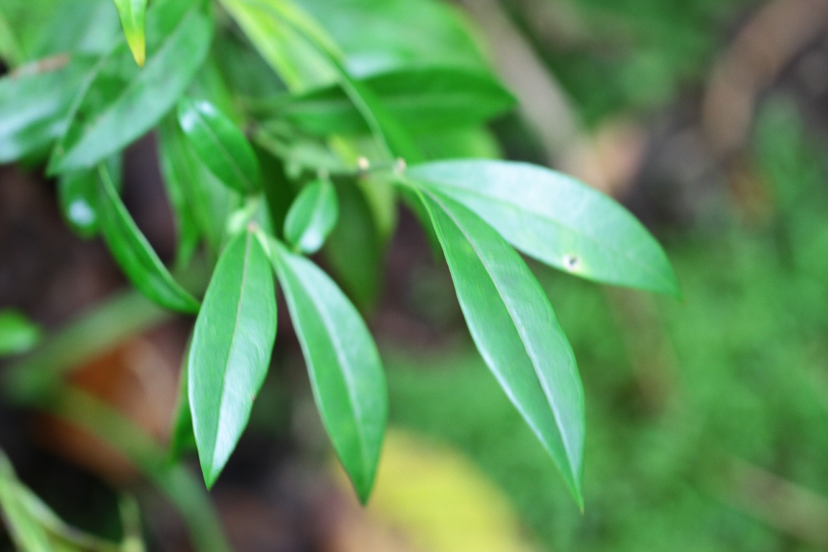 How to Plant and Grow Sarcococca hookeriana(Sarcococca hookeriana)