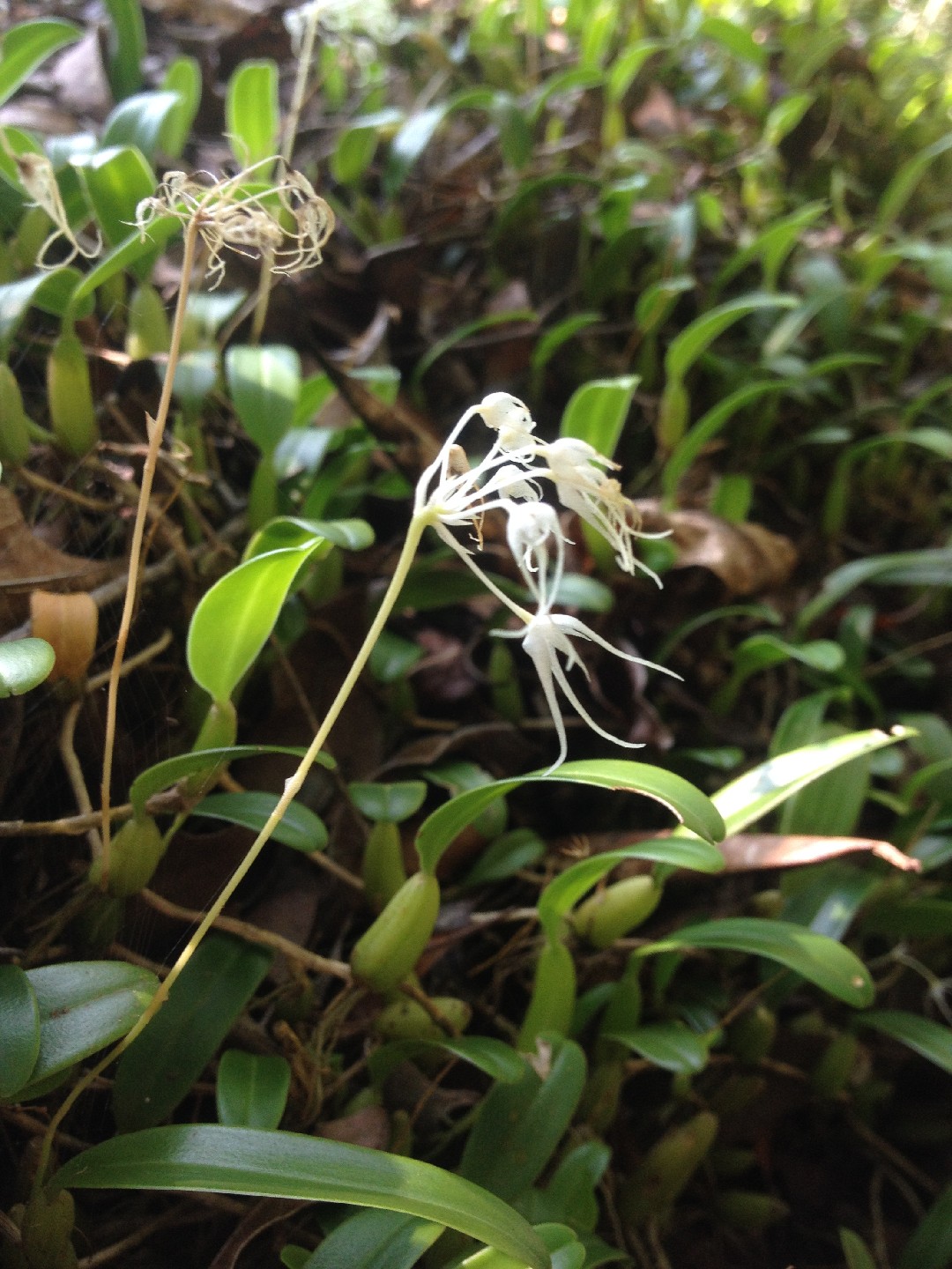 Kwangtung bulbophyllum (Bulbophyllum kwangtungense) Flower, Leaf, Care ...