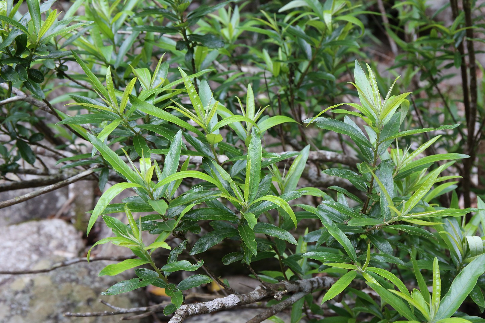 Homonoia riparia - PictureThis