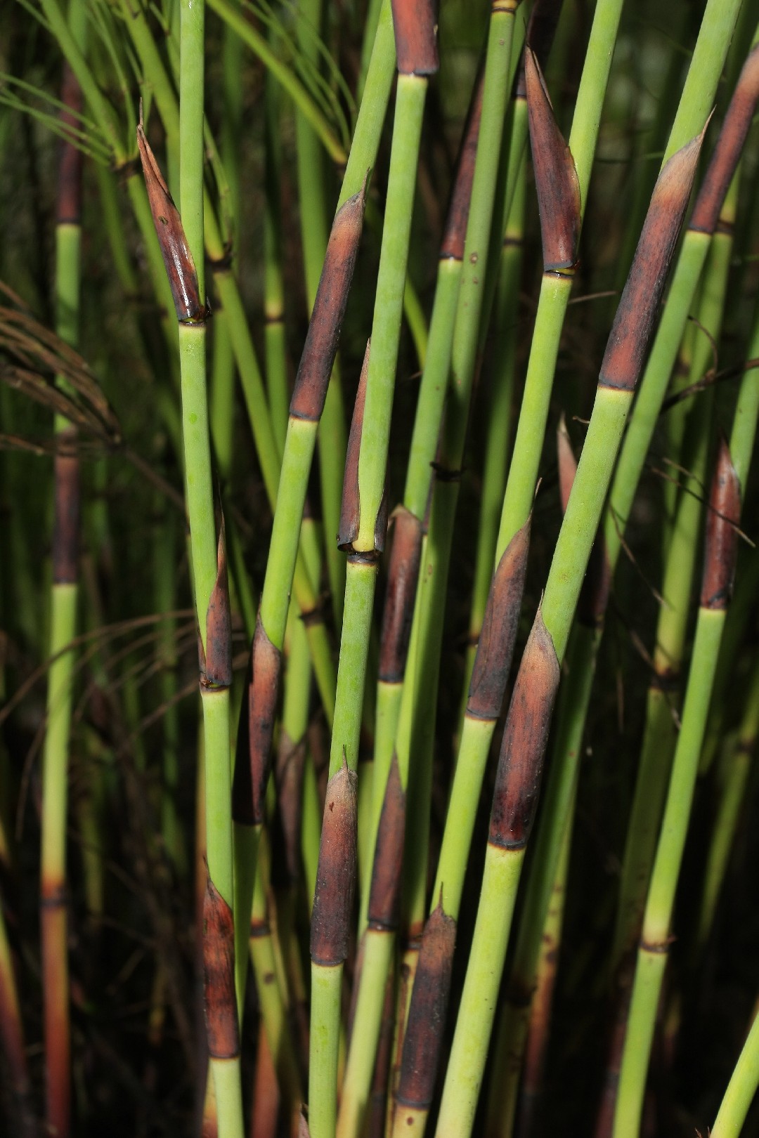 How to Plant and Grow Broom reed(Elegia capensis)