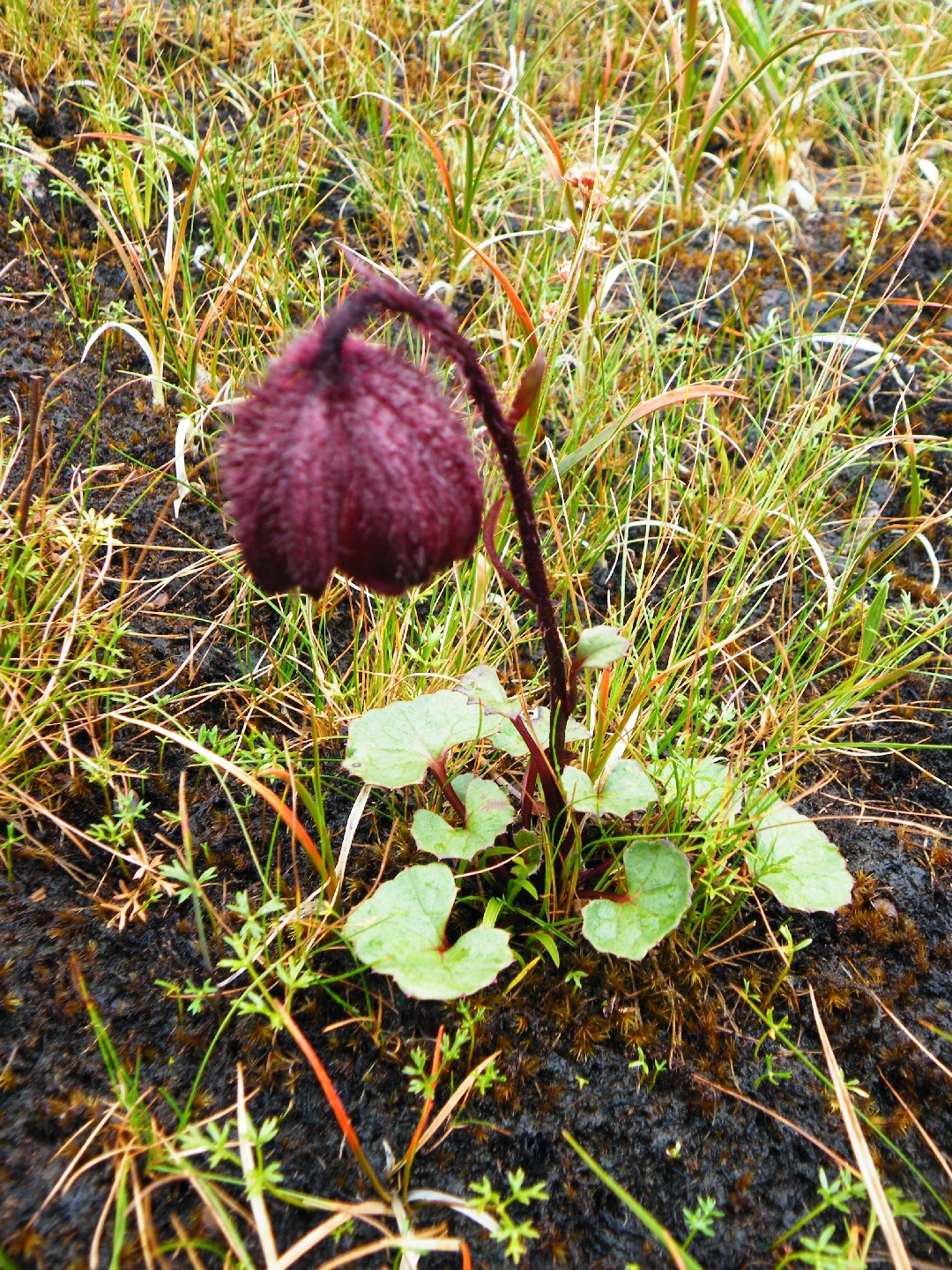 Cremanthodium campanulatum - PictureThis