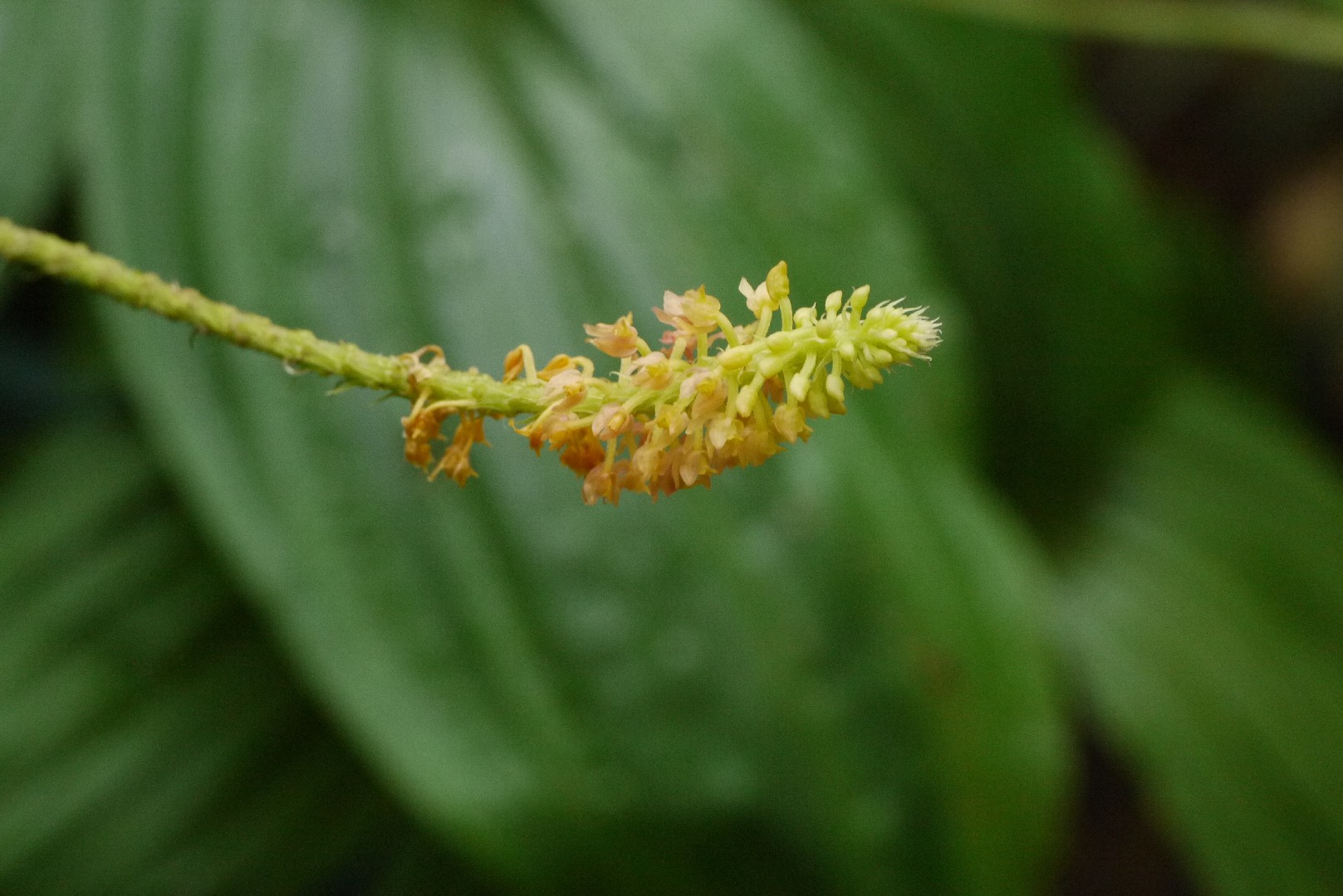 Crepidium acuminatum - PictureThis