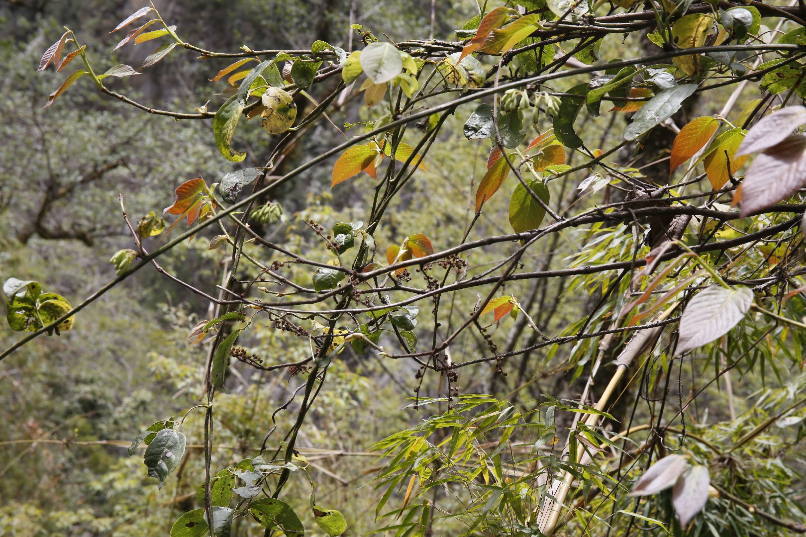 Lyonia ovalifolia - PictureThis