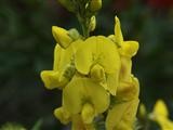 Crotalaria micans - PictureThis