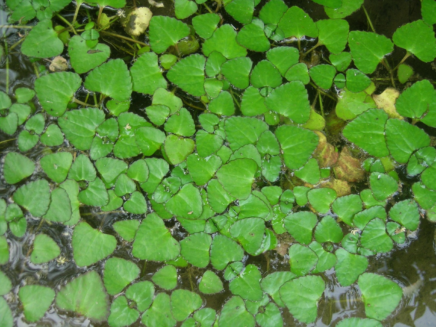ヒシモドキ (Trapella sinensis) 花言葉，毒性，よくある質問 - PictureThis