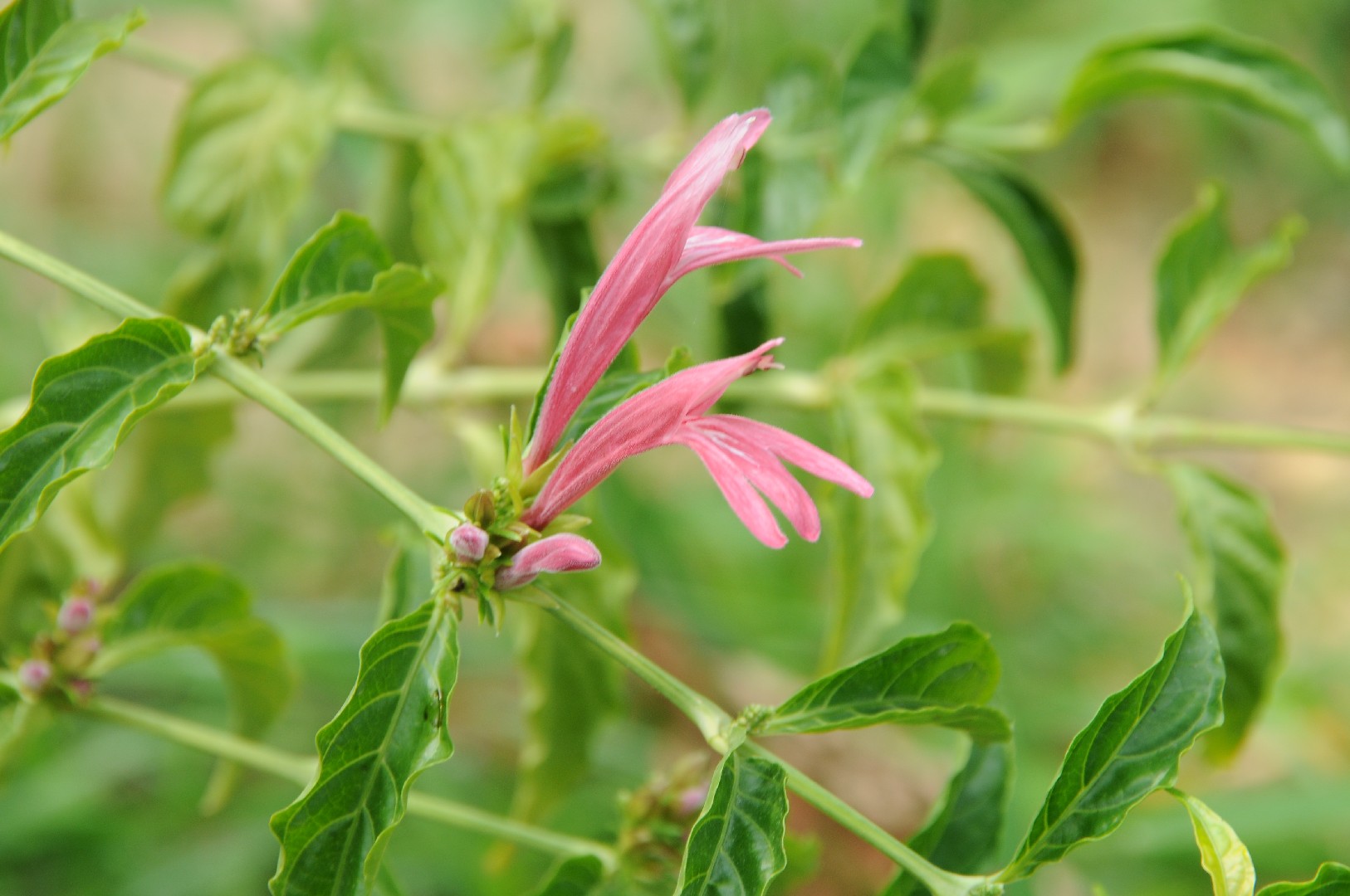Justicia brasiliana - PictureThis