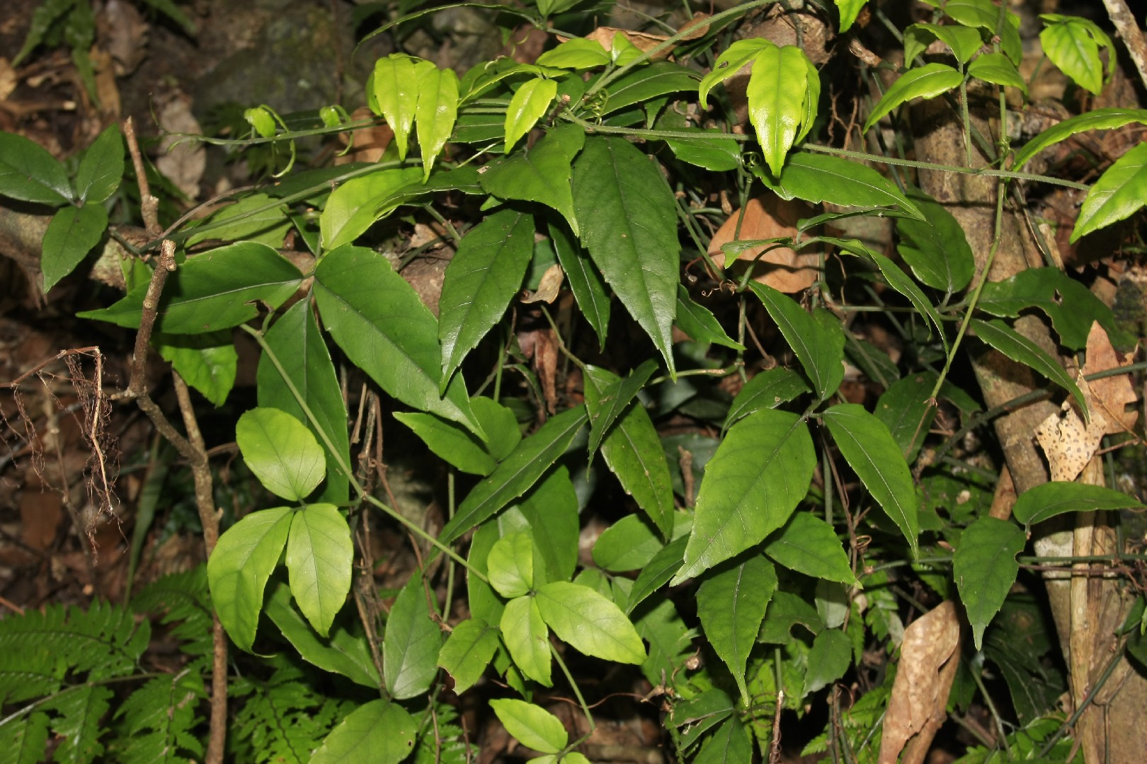 Tetrastigma Flower, Leaf, Care, Uses - PictureThis