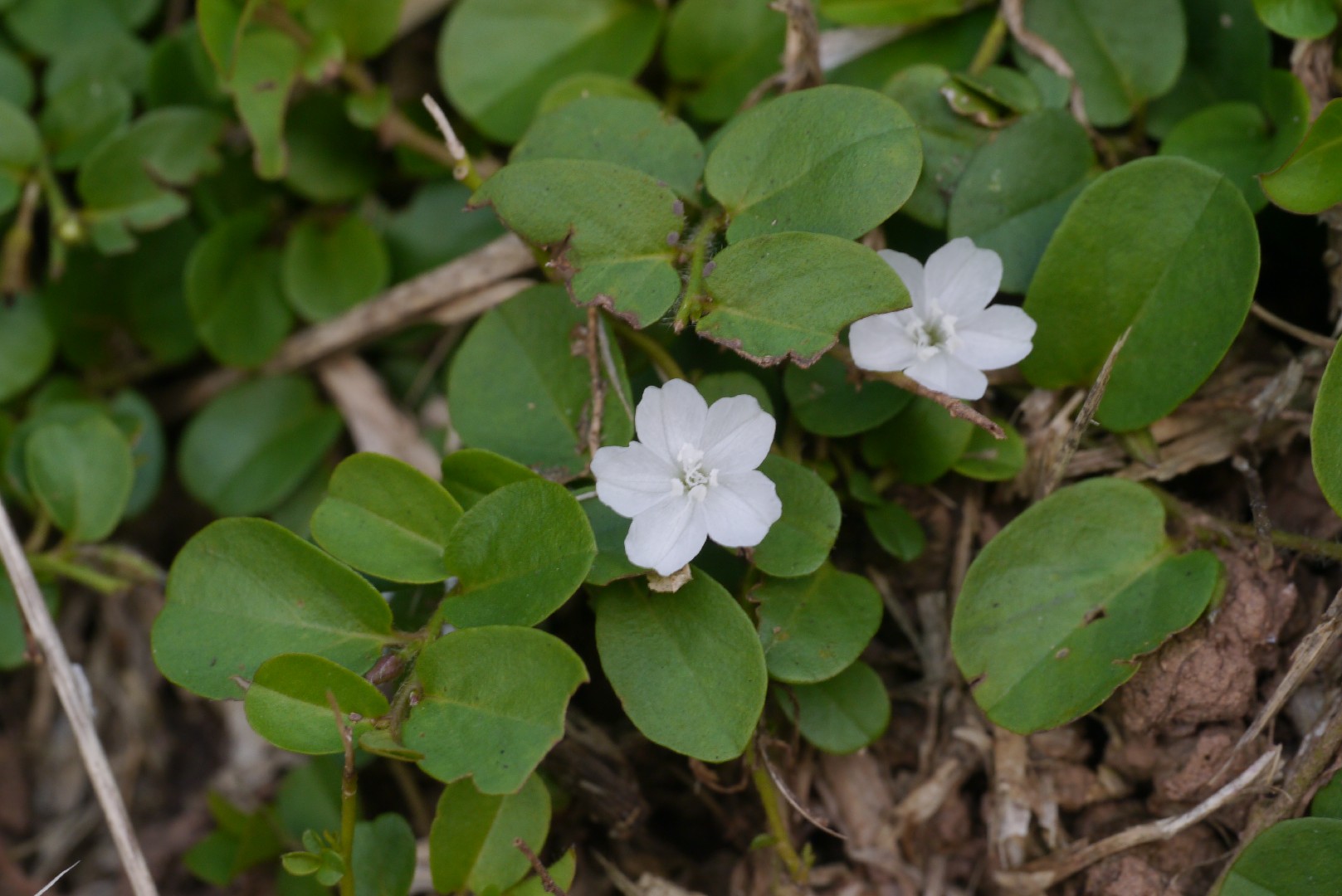Agracejo rastrero (Evolvulus nummularius) - PictureThis