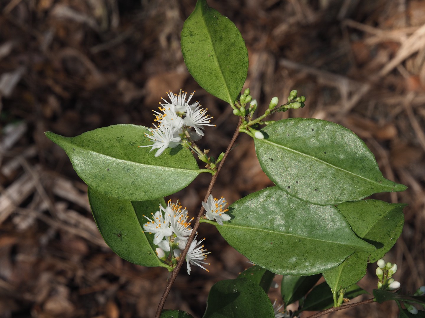 Symplocos sumuntia Care (Watering, Fertilize, Pruning, Propagation ...