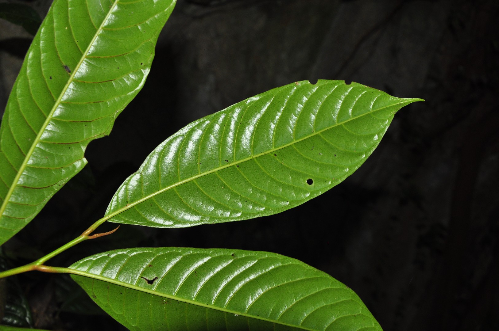 Endocomia macrocoma subsp. prainii Flower, Leaf, Care, Uses - PictureThis