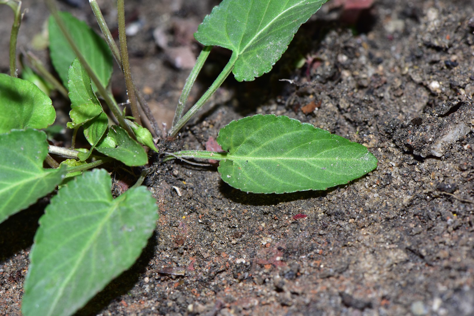 Japanese violet (Viola japonica) Flower, Leaf, Care, Uses - PictureThis