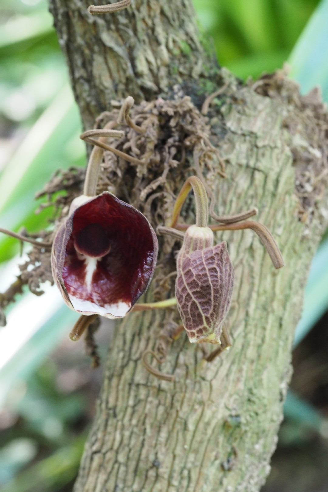 Aristolochia arborea - PictureThis