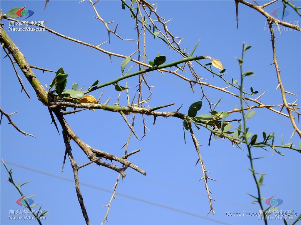 How to Plant and Grow Desert date(Balanites aegyptiaca)