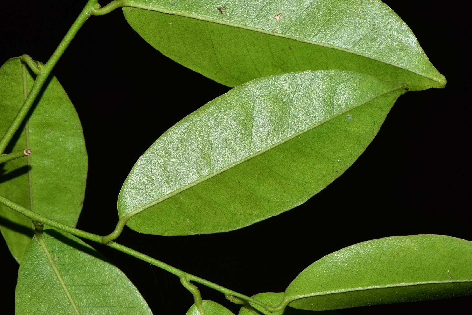 Paramignya confertifolia - PictureThis