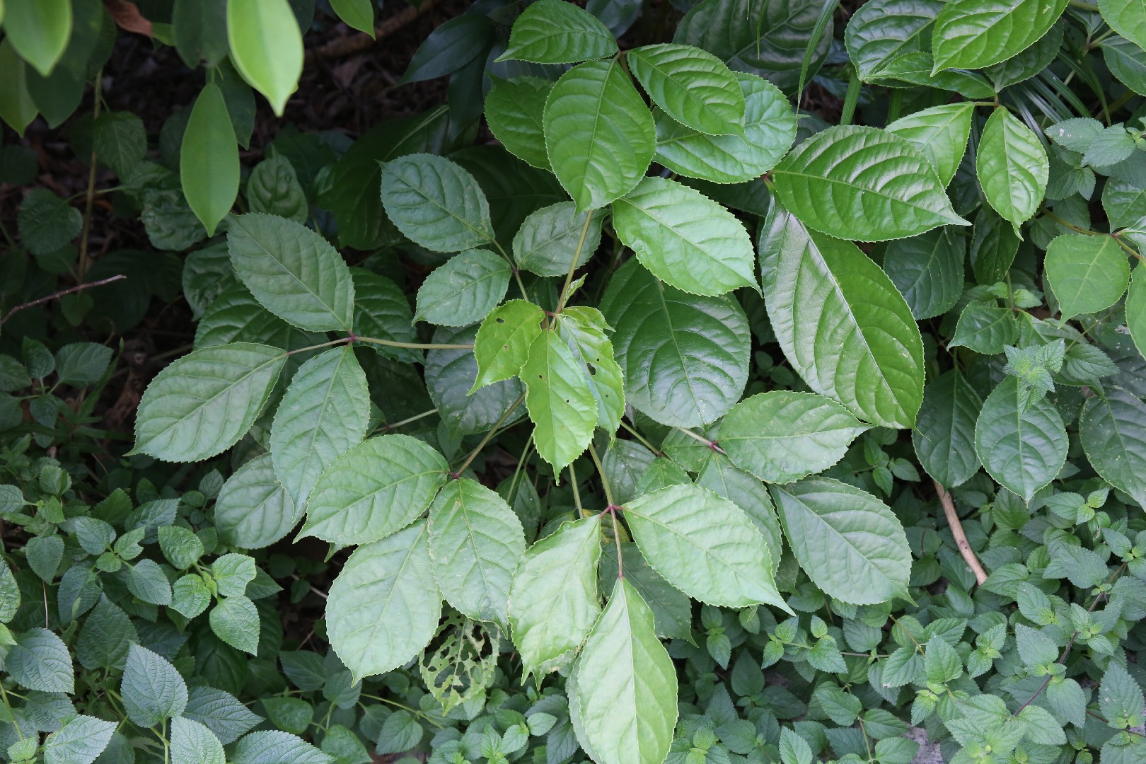 How to Plant and Grow Bishop Wood(Bischofia javanica)