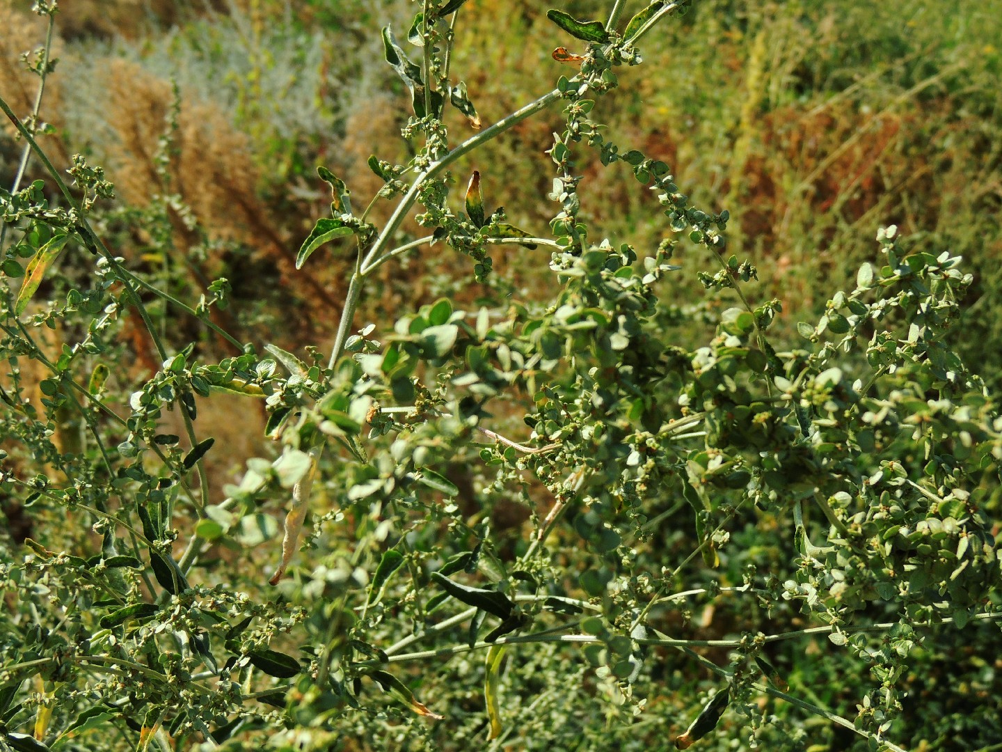 Atriplex sibirica - PictureThis