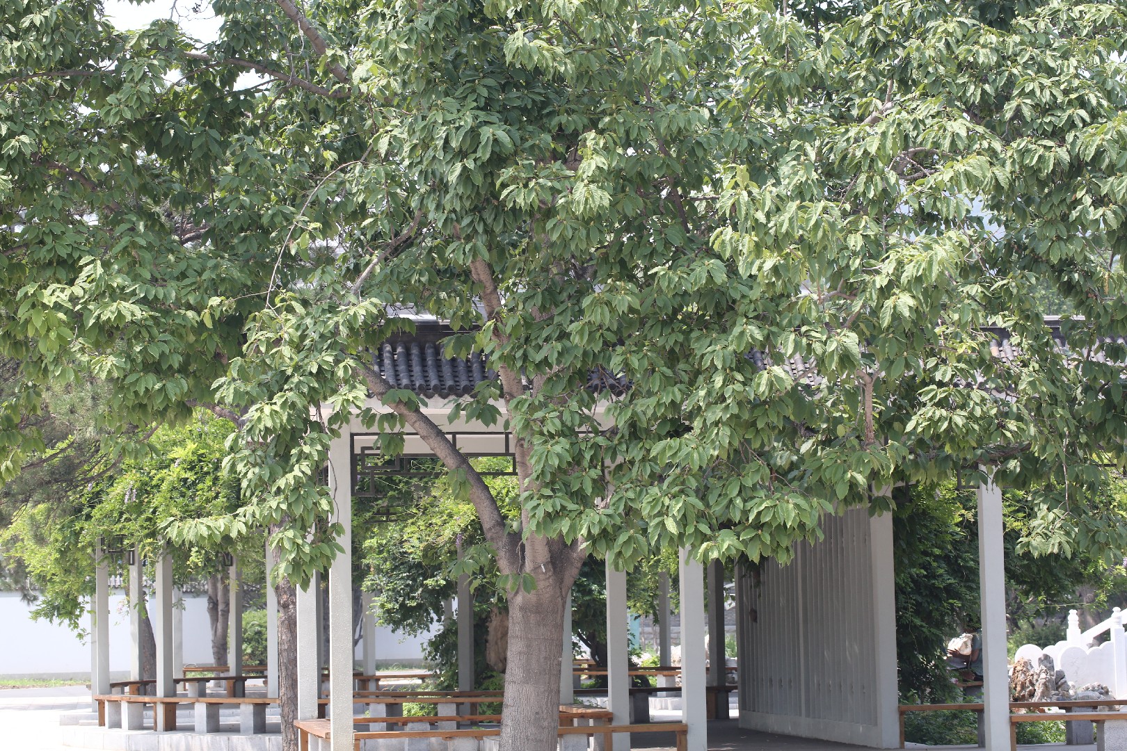 Yulan magnolia (Magnolia denudata) Flower, Leaf, Care, Uses - PictureThis