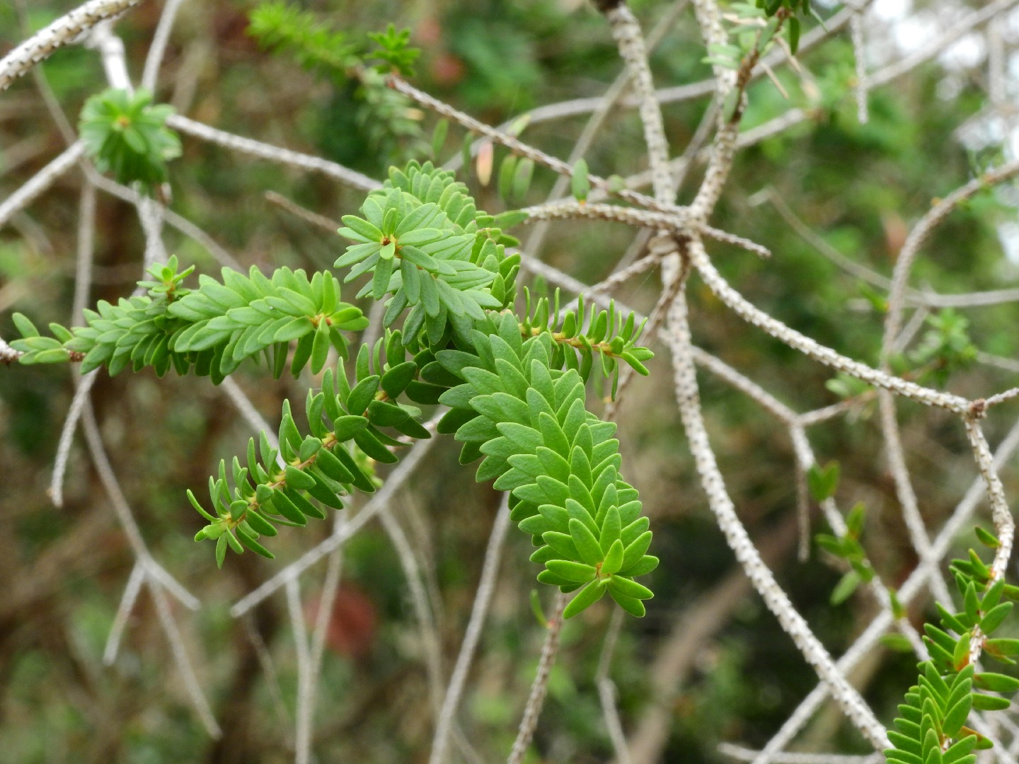 Epacris microphylla - PictureThis