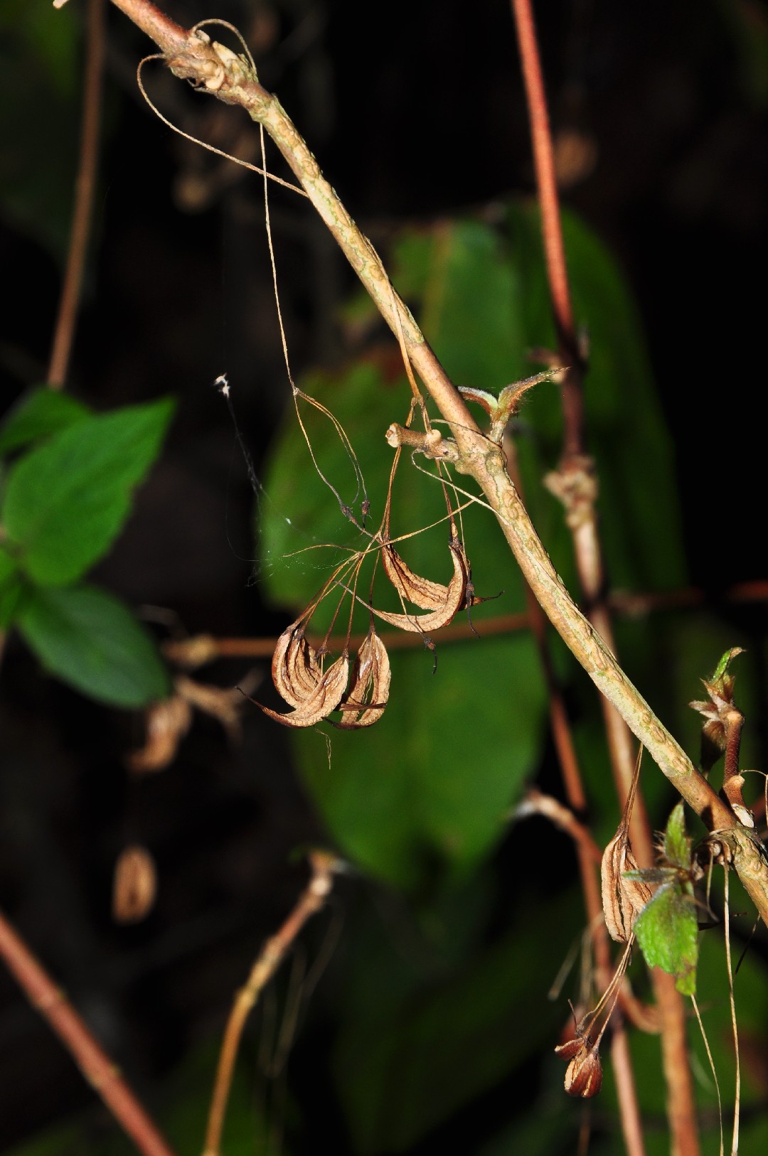 Leptoboea multiflora - PictureThis