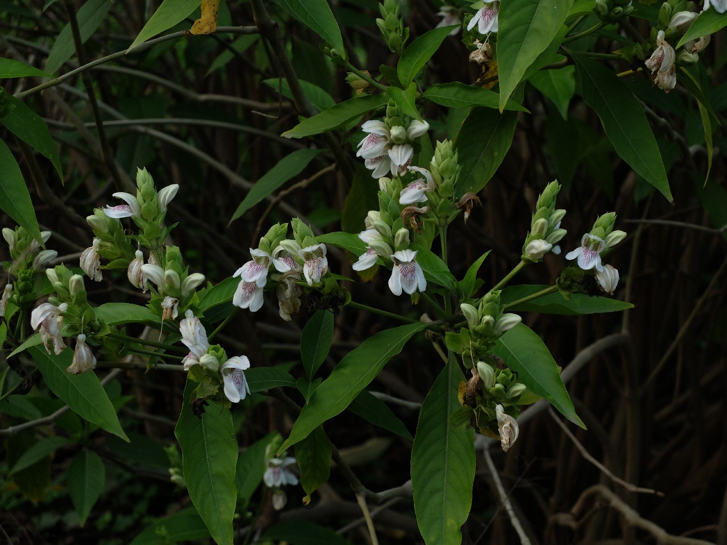 How to Plant and Grow Malabar nut(Justicia adhatoda)