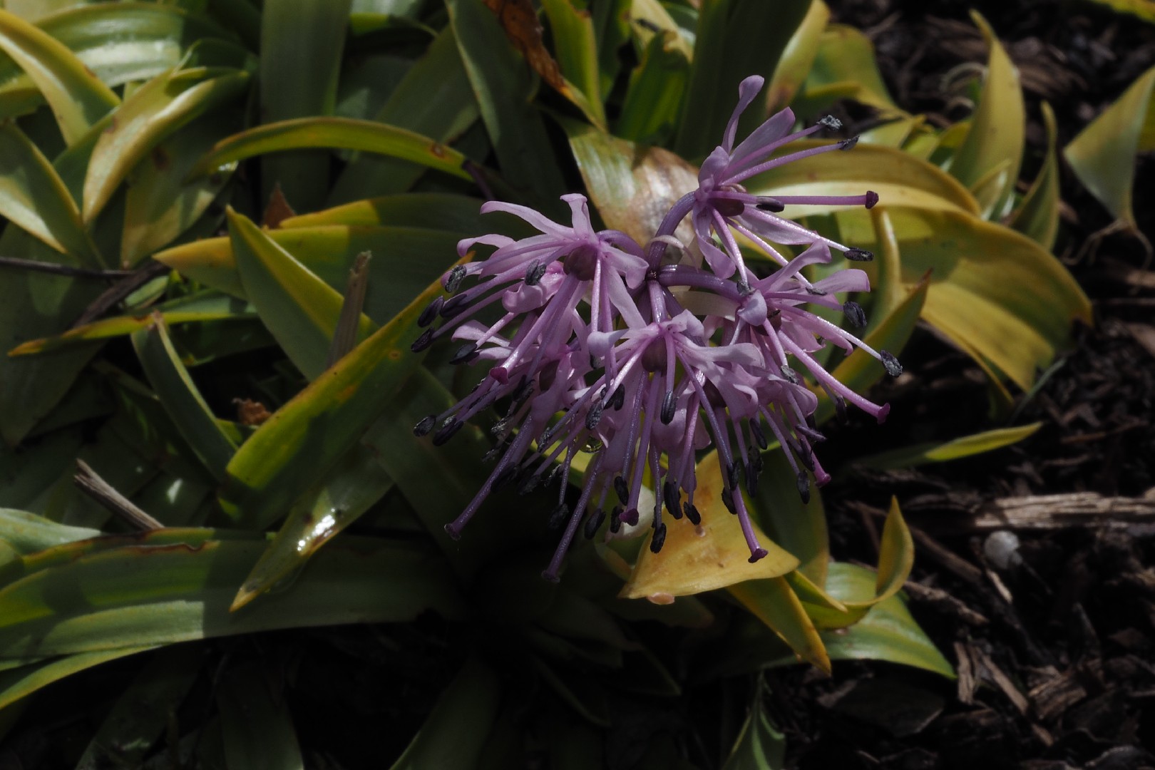 Heloniopsis orientalis - PictureThis